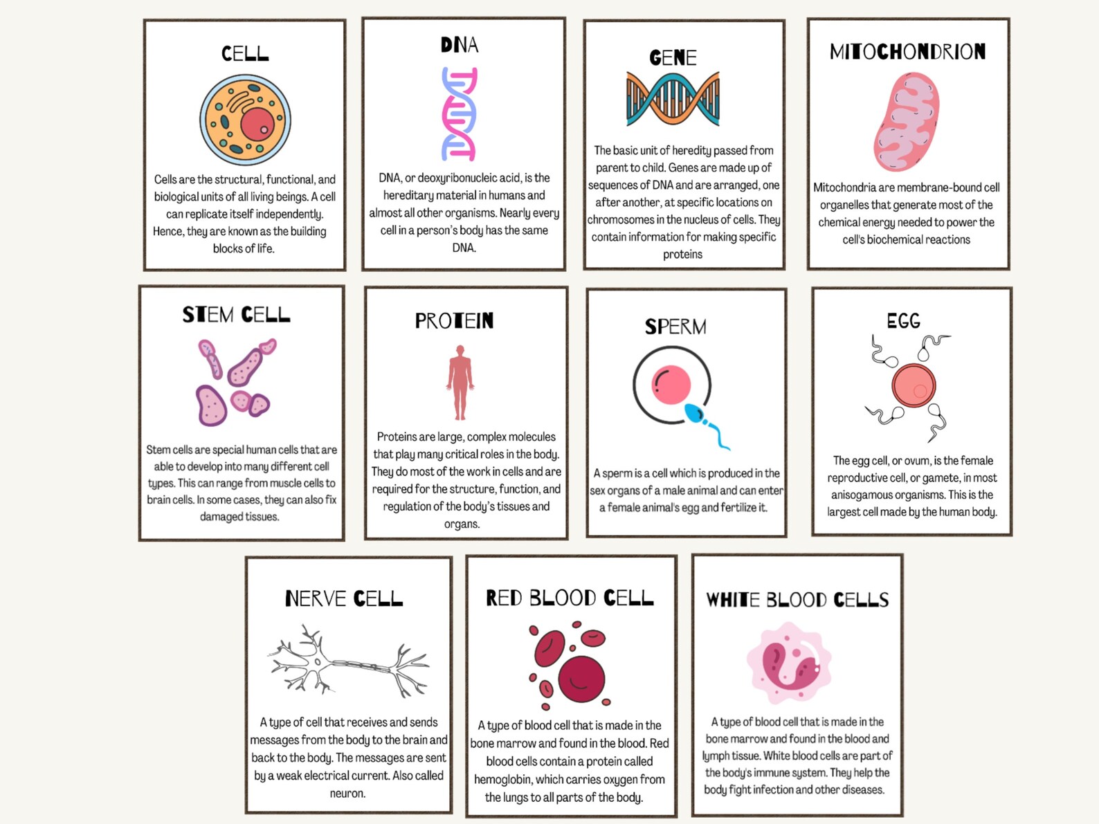11 Science Class Gallery Wall Body Building Blocks Classroom - Etsy