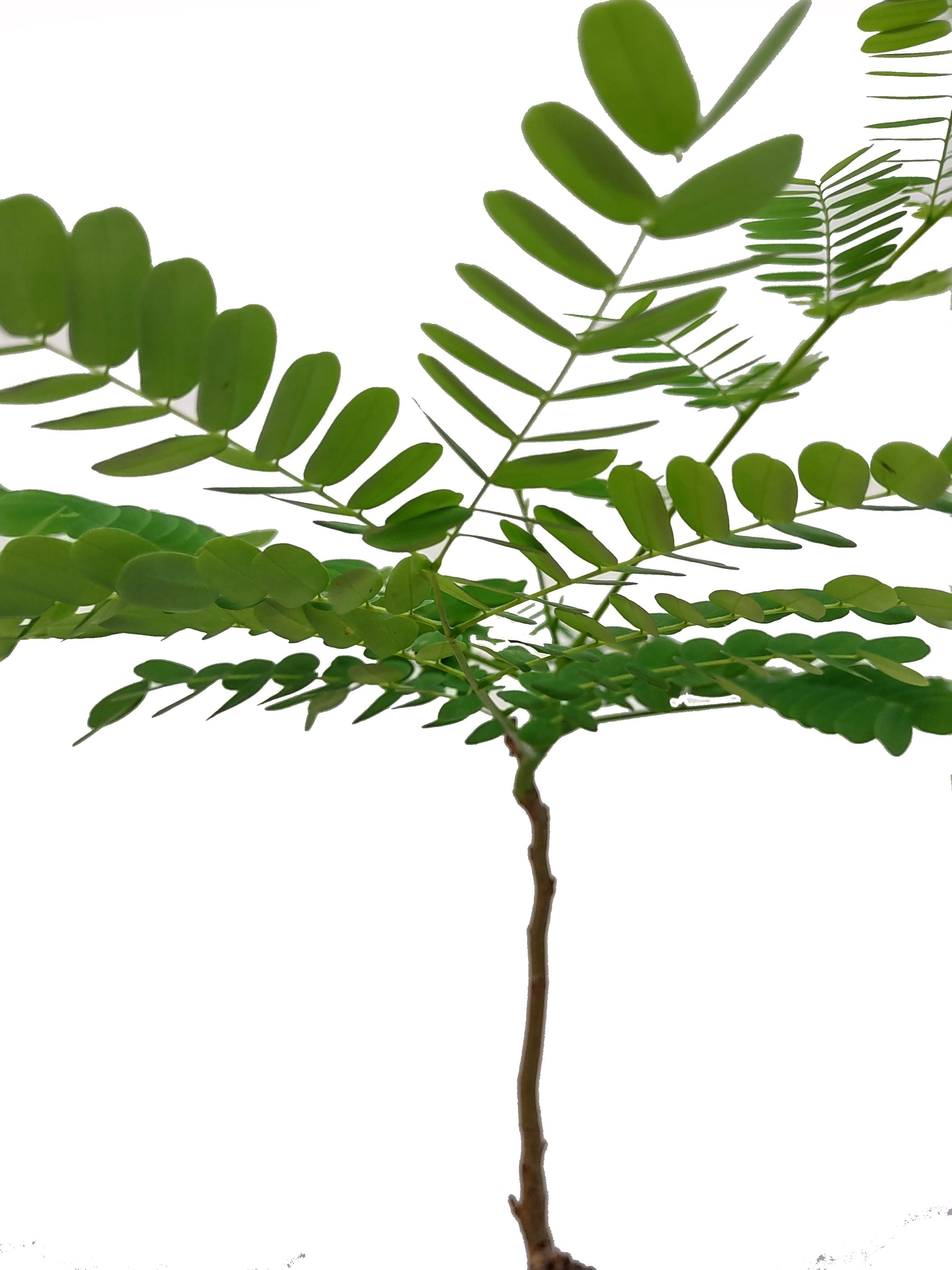 Royal Poinciana - Framboyán Tree - Etsy