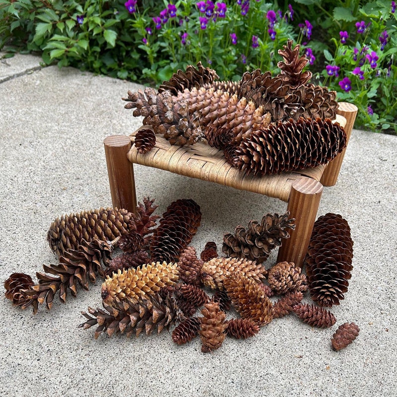 Pine Cone Centerpiece - Etsy