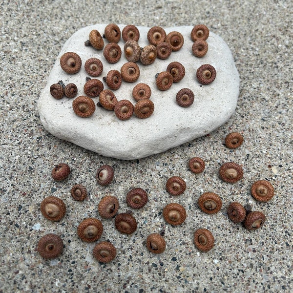 Miniature Acorns - Etsy