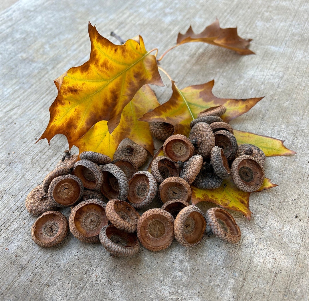 35 Large Acorn Caps, Felting, Real Acorn Caps, Dried Acorn Caps, Fairy ...