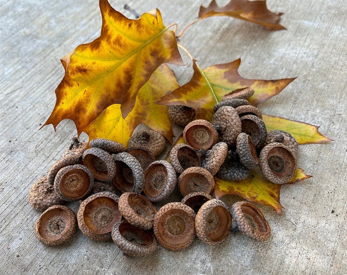 35 Large Acorn Caps, Felting, Real Acorn Caps, Dried Acorn Caps, Fairy ...