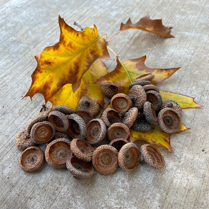 The Velvet Acorn - Etsy