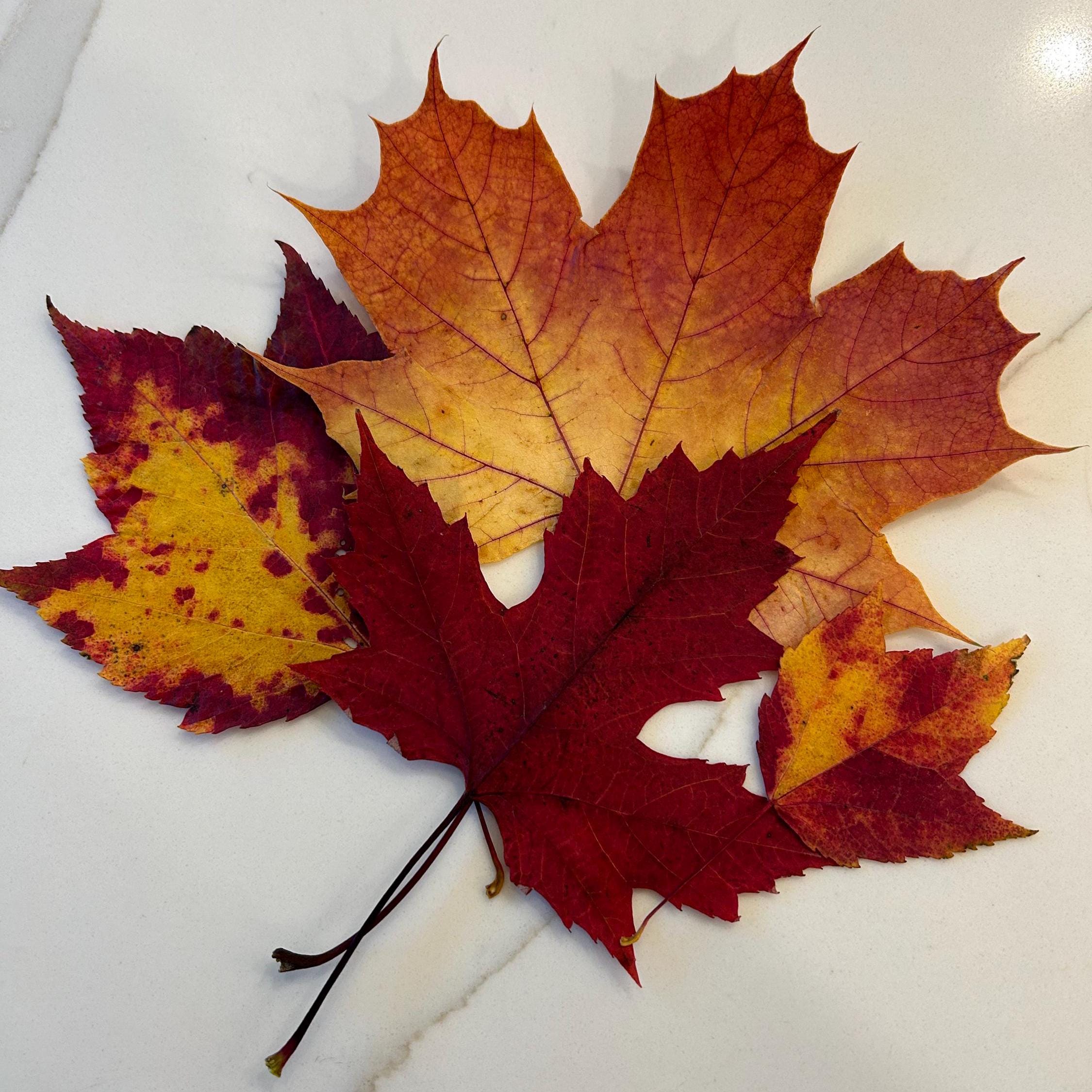 25 Real Fall Leaves, Real Maple Leaves, Pressed and Dried Leaves, Fall ...