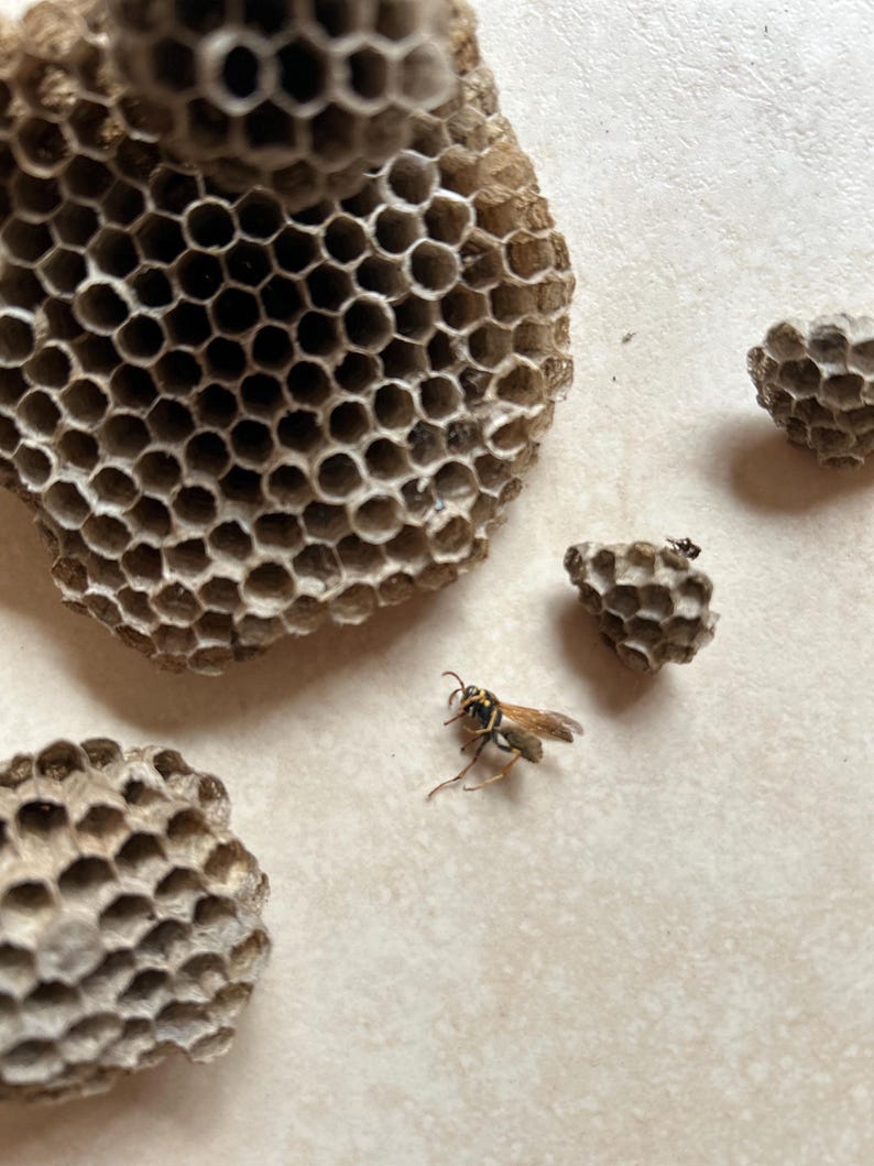 4 Wasp Nests, Wasp Combs, Hornets Nest, Yellow Jackets Nest, Wasps ...