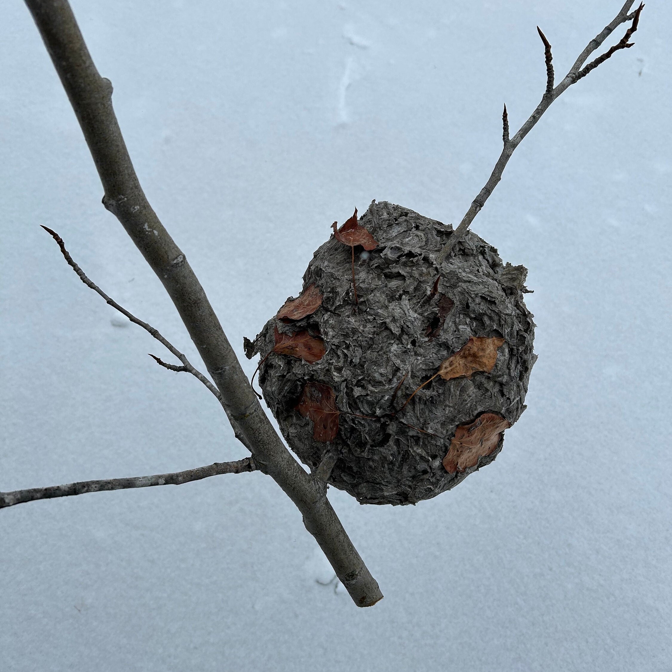 Wasp Nest, Paper Nest, Bald-faced Hornet, Bee Hive, Hornet Nest ...