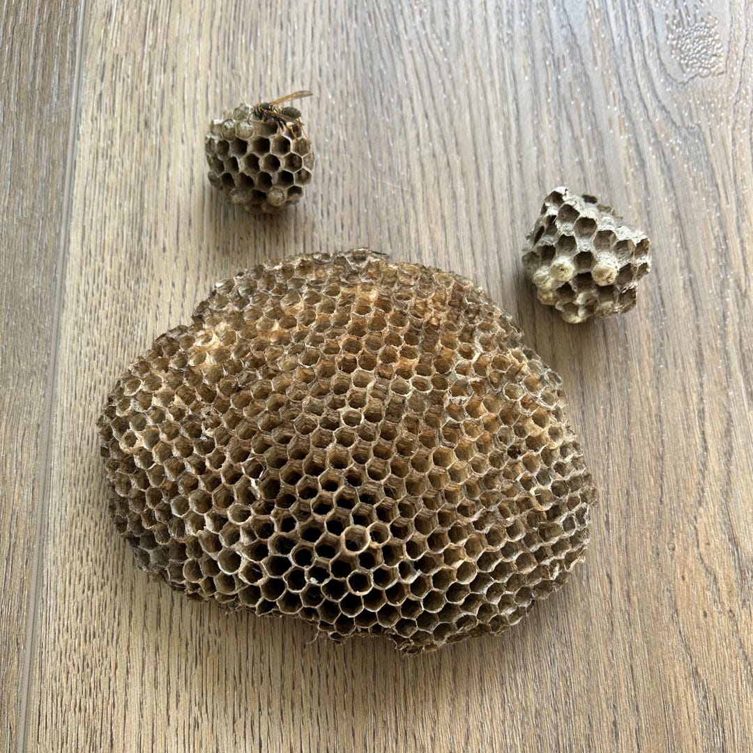 Wasp Nests, 3 Open Wasp Nests, Wasp Cells, Nest Collector, Wasp Nest ...
