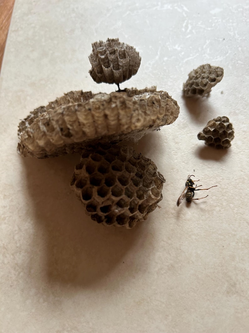 4 Wasp Nests, Wasp Combs, Hornets Nest, Yellow Jackets Nest, Wasps ...