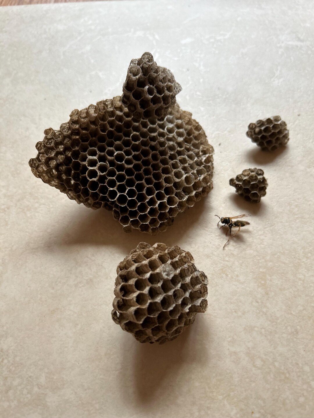 4 Wasp Nests, Wasp Combs, Hornets Nest, Yellow Jackets Nest, Wasps ...