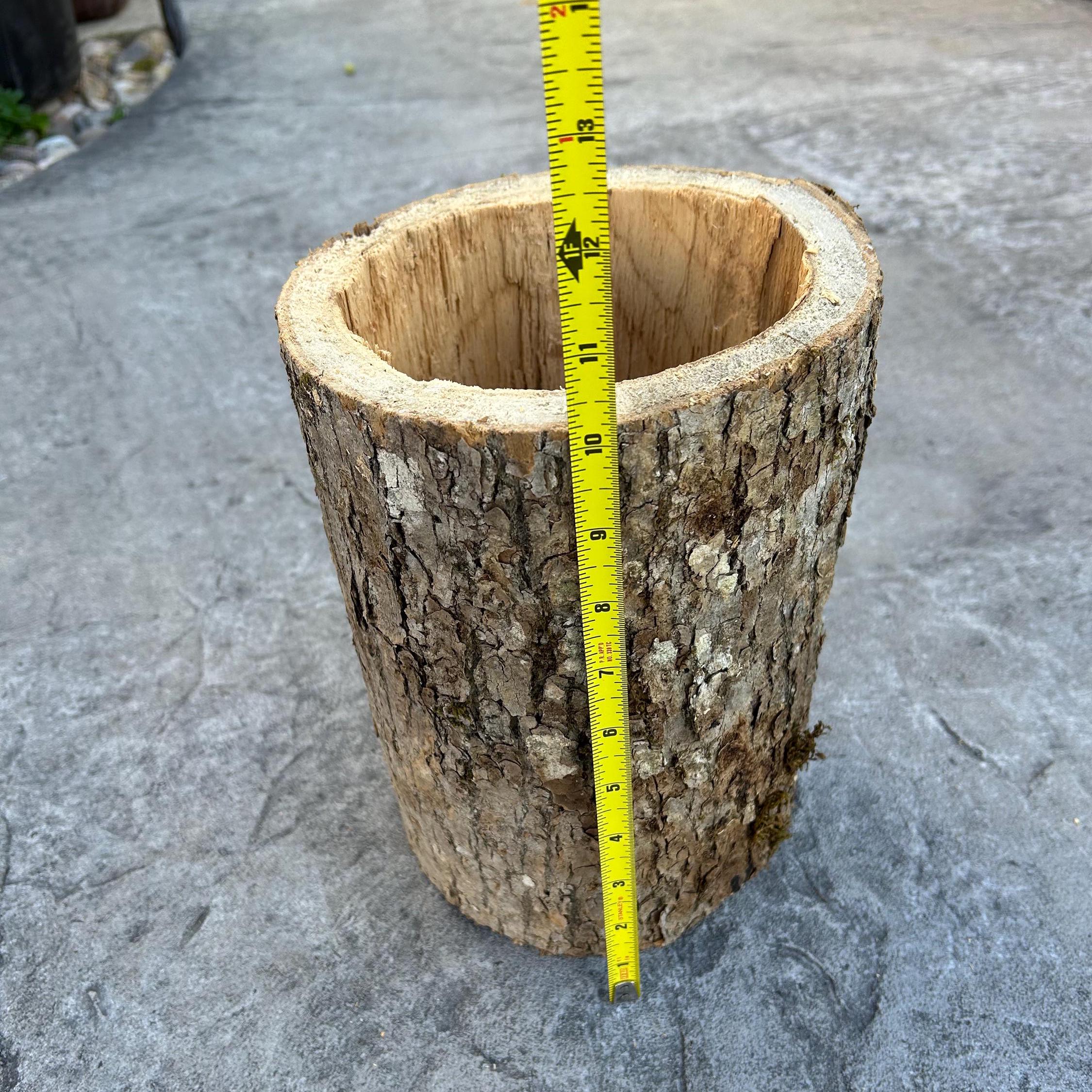 Real Hollow Log, Partial Hollow Log, Taxidermy Display, Unique Log ...