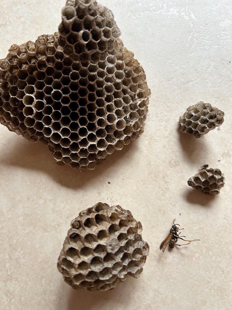 4 Wasp Nests, Wasp Combs, Hornets Nest, Yellow Jackets Nest, Wasps ...