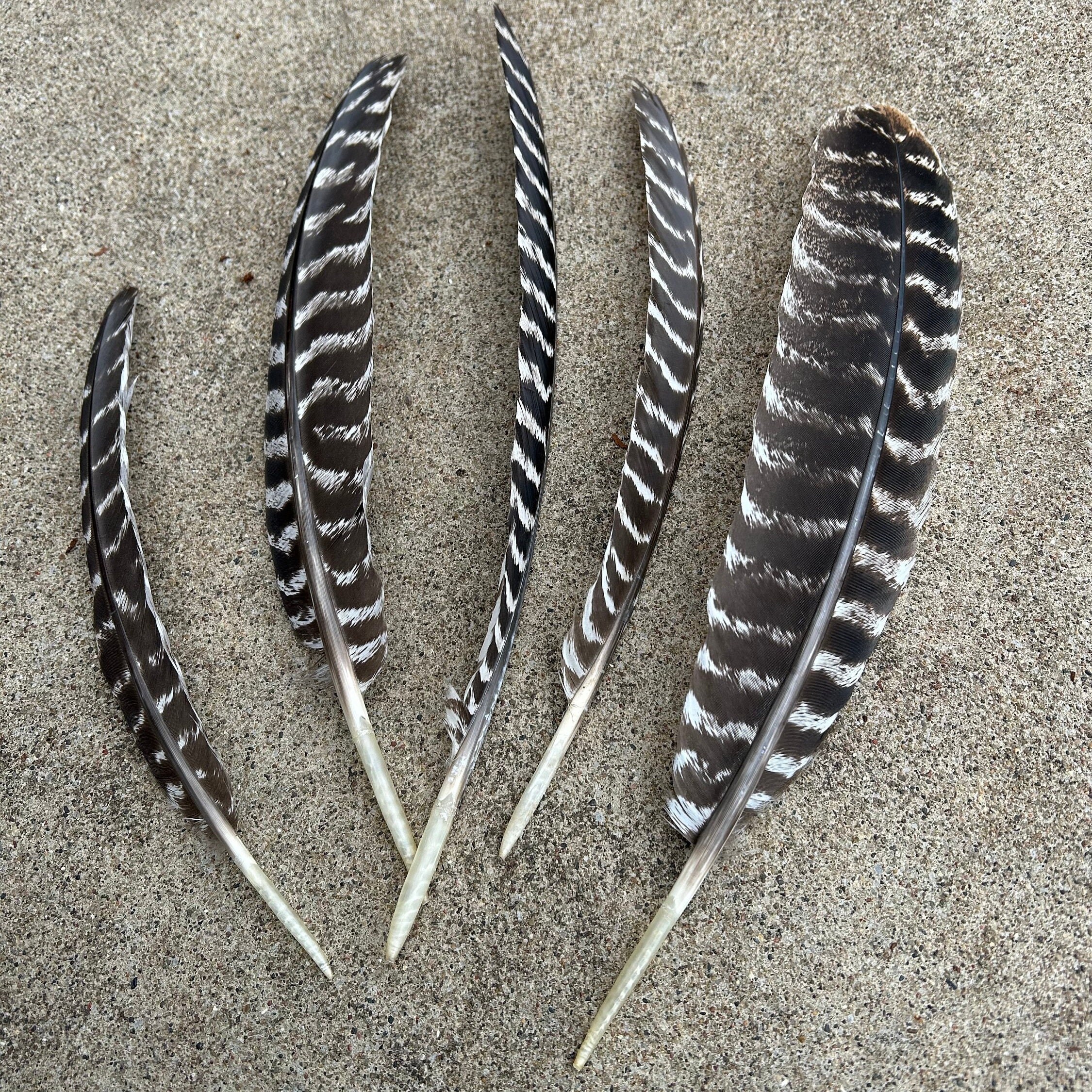5 Wild Turkey Feathers, Smudge Feathers, Wing Feathers, Quill Pens ...