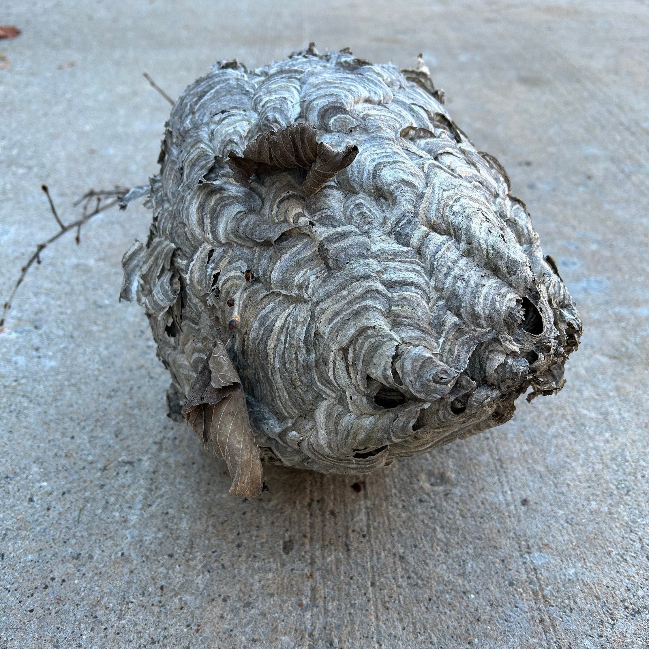 Wasp Nest, Paper Wasp Nest, Whole Wasp Nest, Taxidermy, Wasp Nest With ...