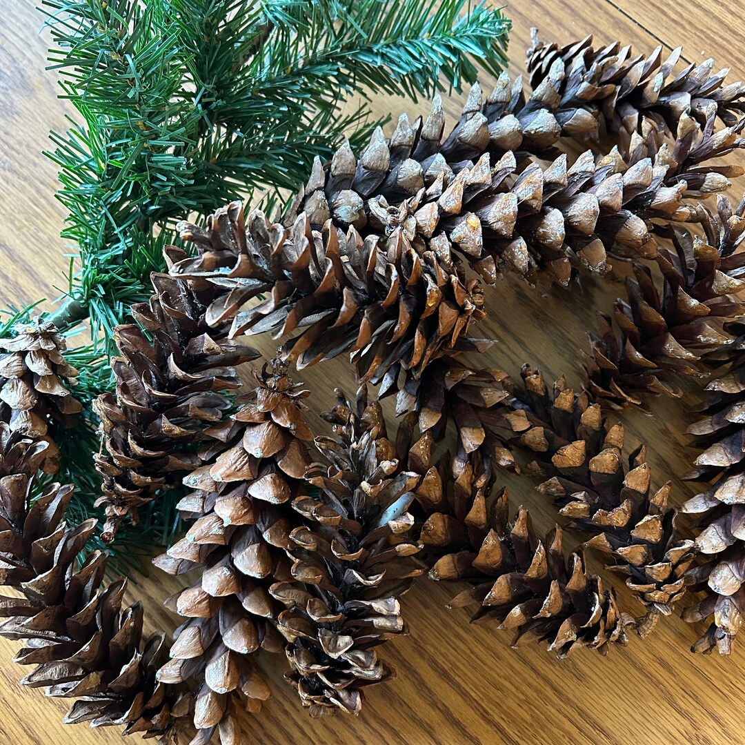 Michigan Pine Cones, 20 Wreath Cones, Craft Cones, Holiday Crafts ...