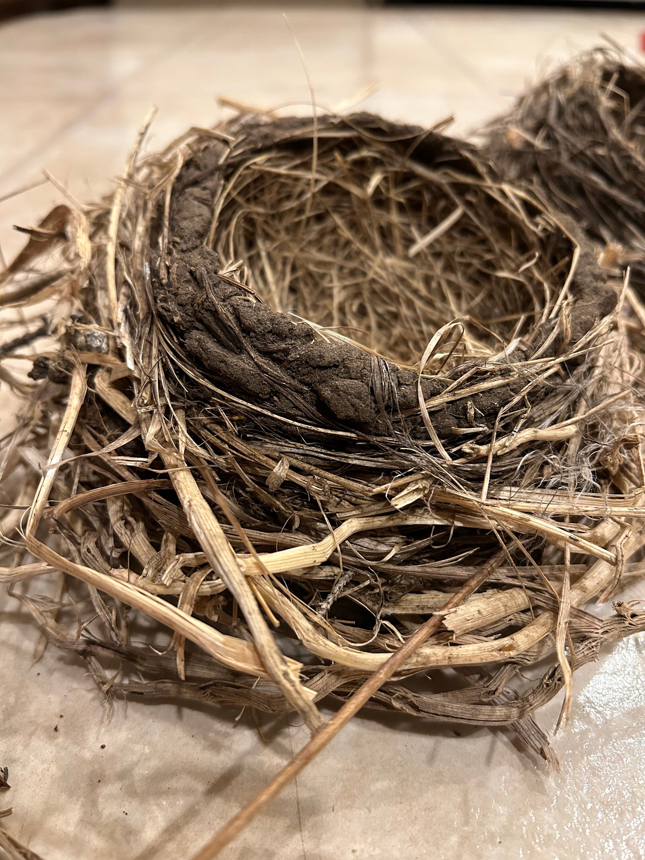 TWO Bird Nests, Mud Nest, Animal Homes, Garden Decor, Real Bird Nest ...