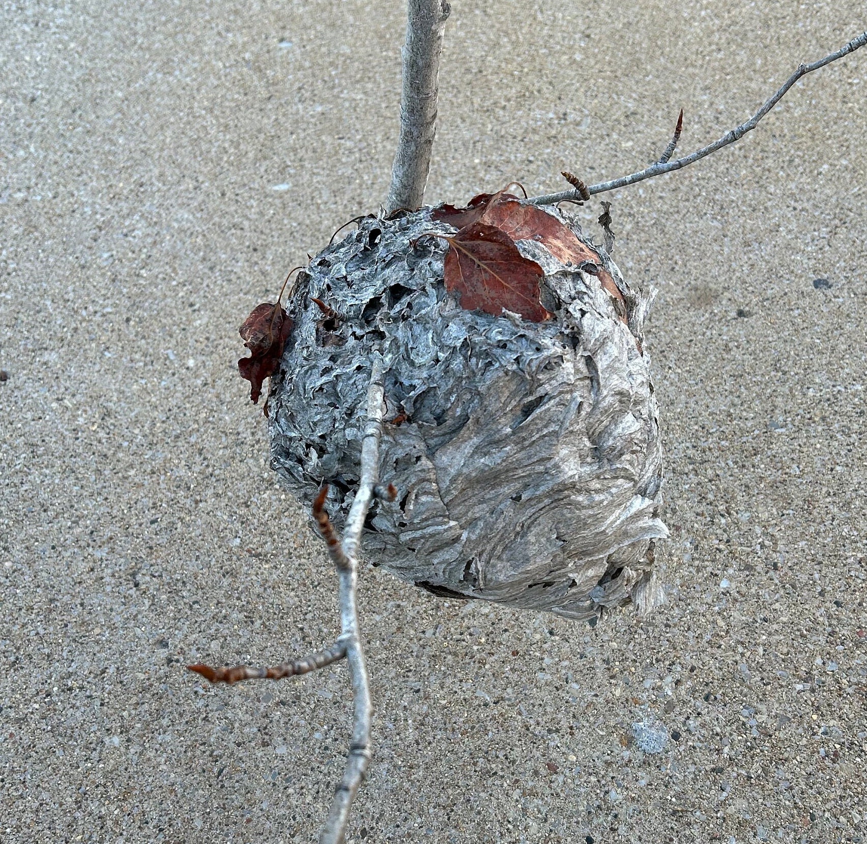Wasp Nest, Paper Nest, Bald-faced Hornet, Bee Hive, Hornet Nest ...