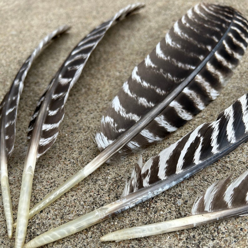 5 Wild Turkey Feathers, Smudge Feathers, Wing Feathers, Quill Pens ...