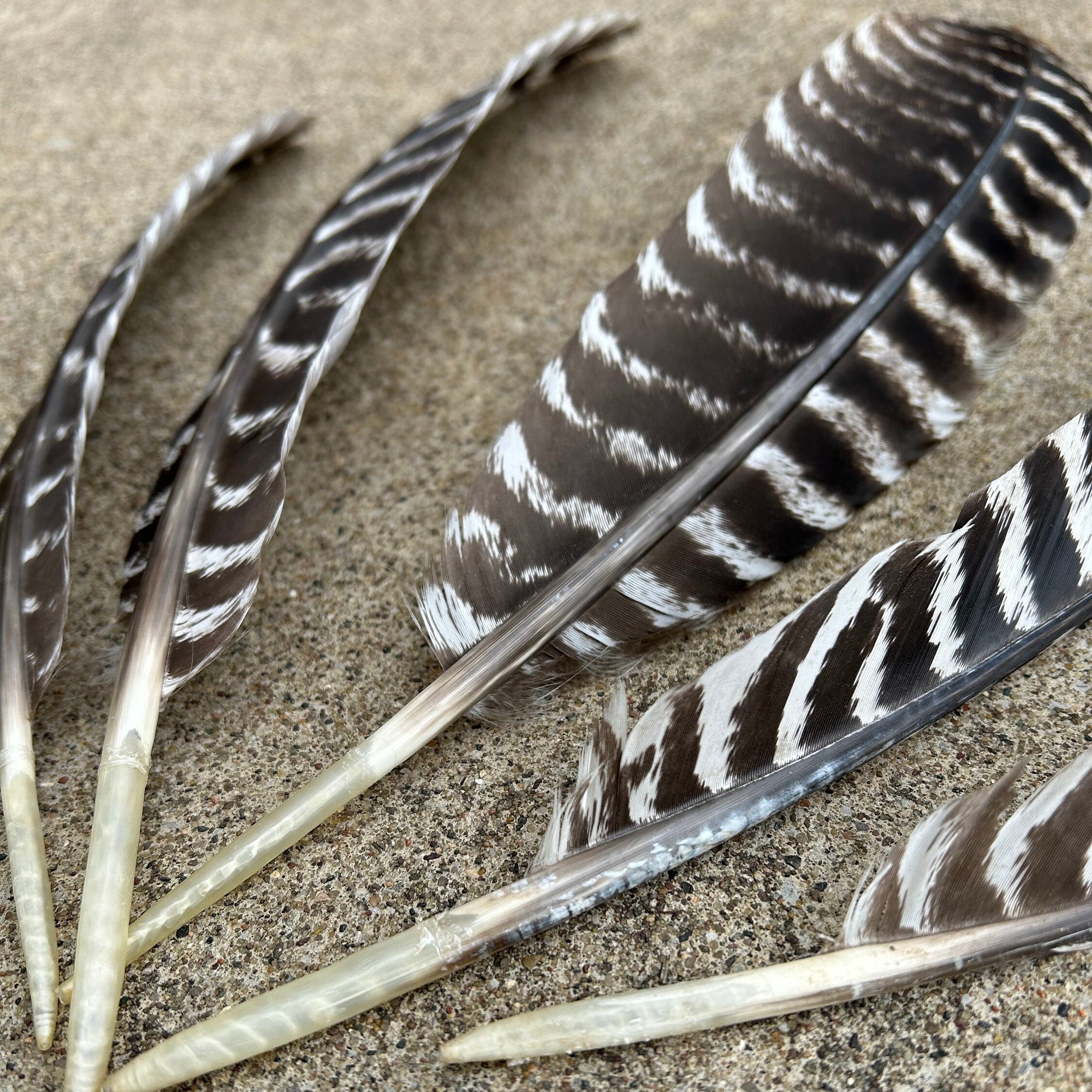 5 Wild Turkey Feathers, Smudge Feathers, Wing Feathers, Quill Pens ...