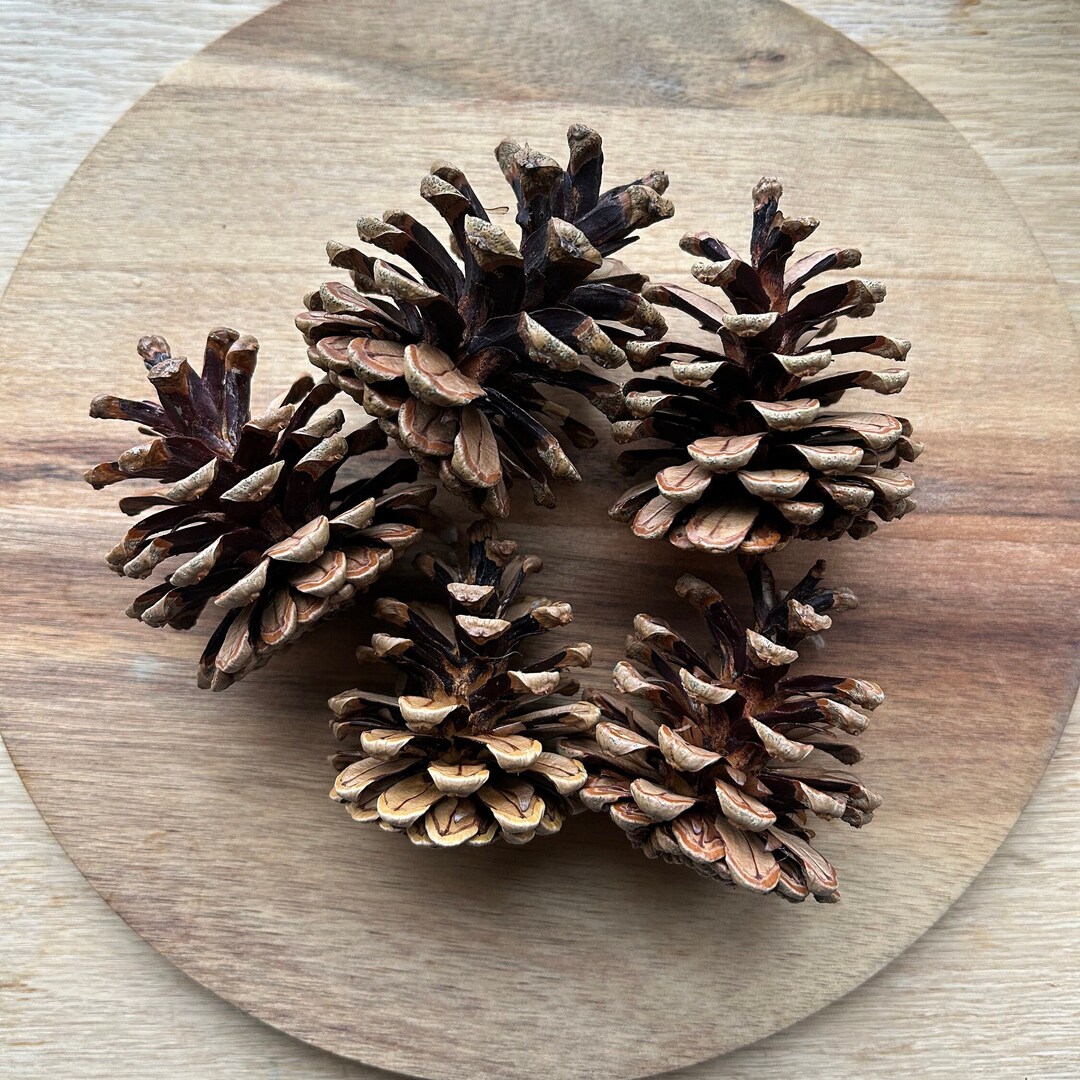 25 Pine Cones, American Red Pine, Wreath Cones, Craft Cones, Holiday ...