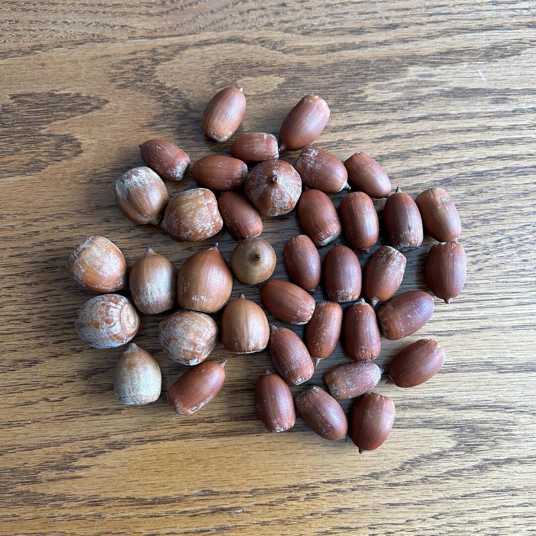 30 Dried Acorns From Michigan, Large and Small Acorns, Natural Acorns ...