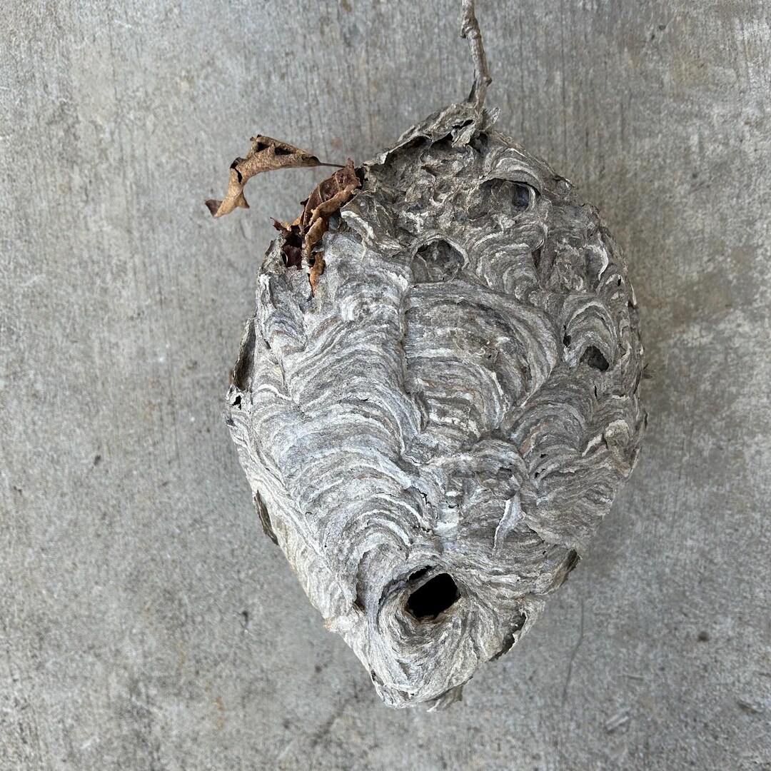 Great Description About Paper Wasp Nest For Sale