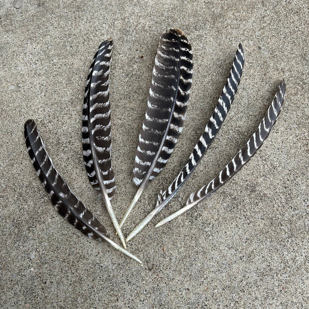 5 Wild Turkey Feathers, Smudge Feathers, Wing Feathers, Quill Pens ...