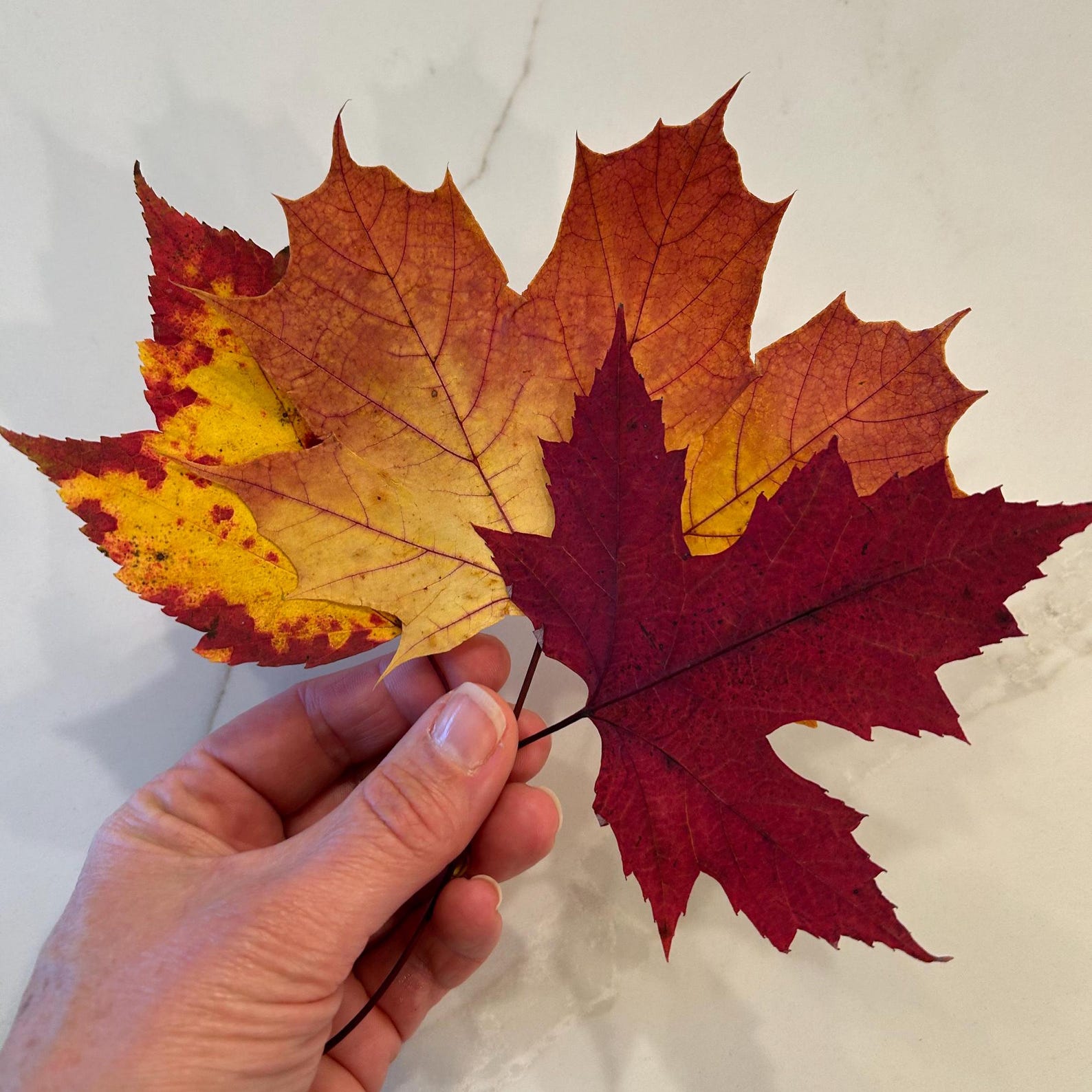 25 Real Fall Leaves, Real Maple Leaves, Pressed and Dried Leaves, Fall ...