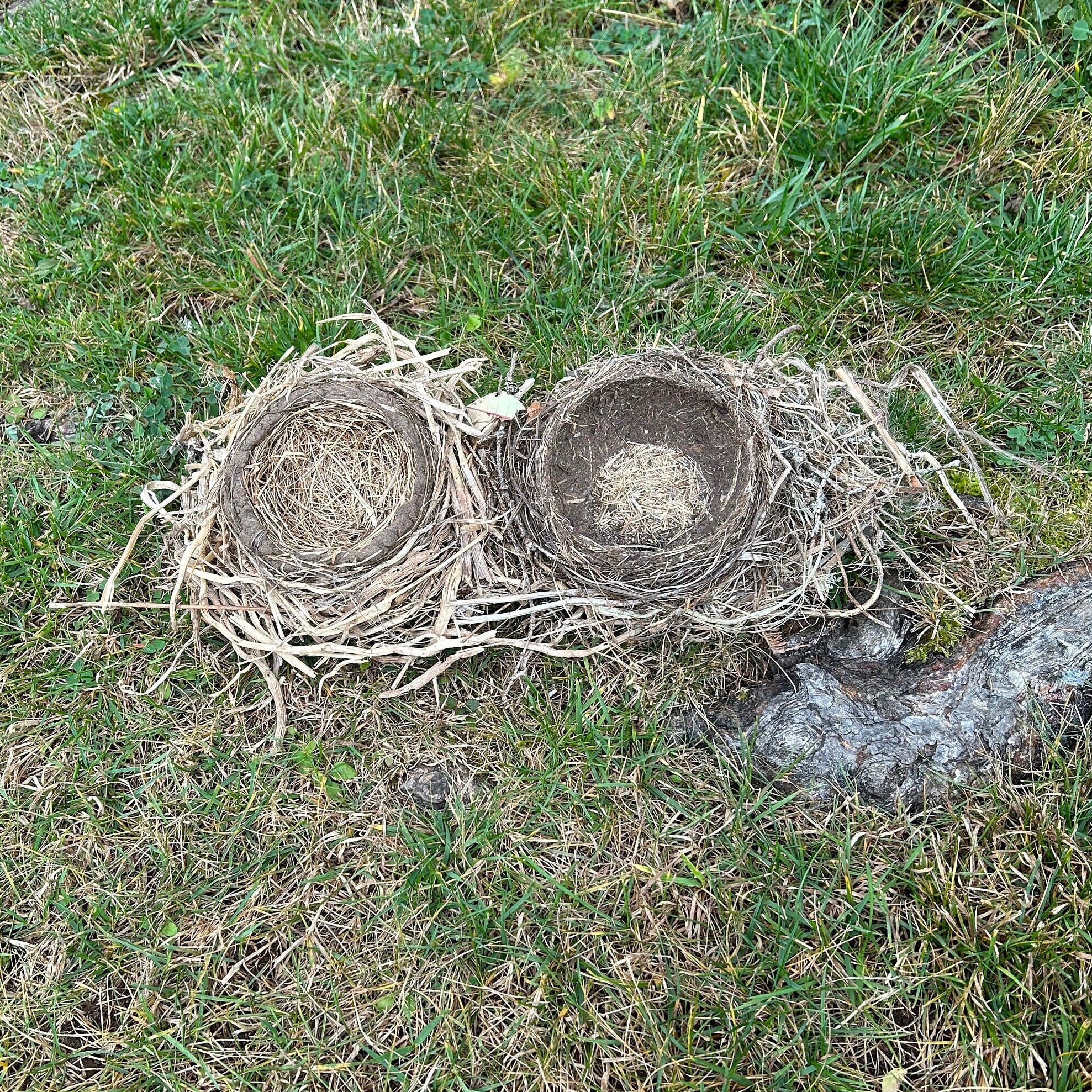 TWO Bird Nests, Mud Nest, Animal Homes, Garden Decor, Real Bird Nest ...