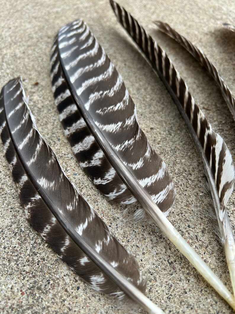 5 Wild Turkey Feathers, Smudge Feathers, Wing Feathers, Quill Pens ...