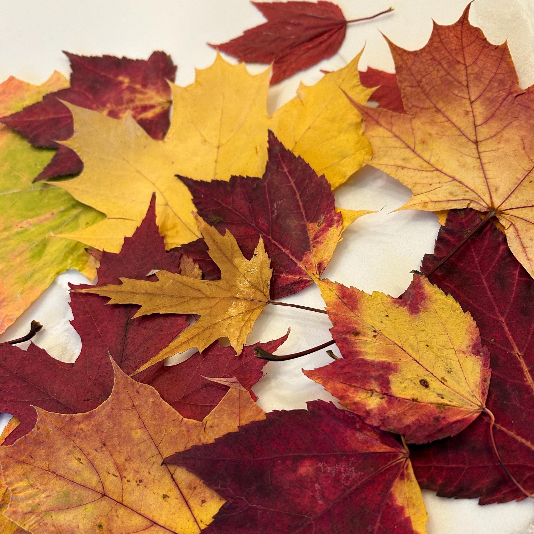 25 Real Fall Leaves, Real Maple Leaves, Pressed and Dried Leaves, Fall ...