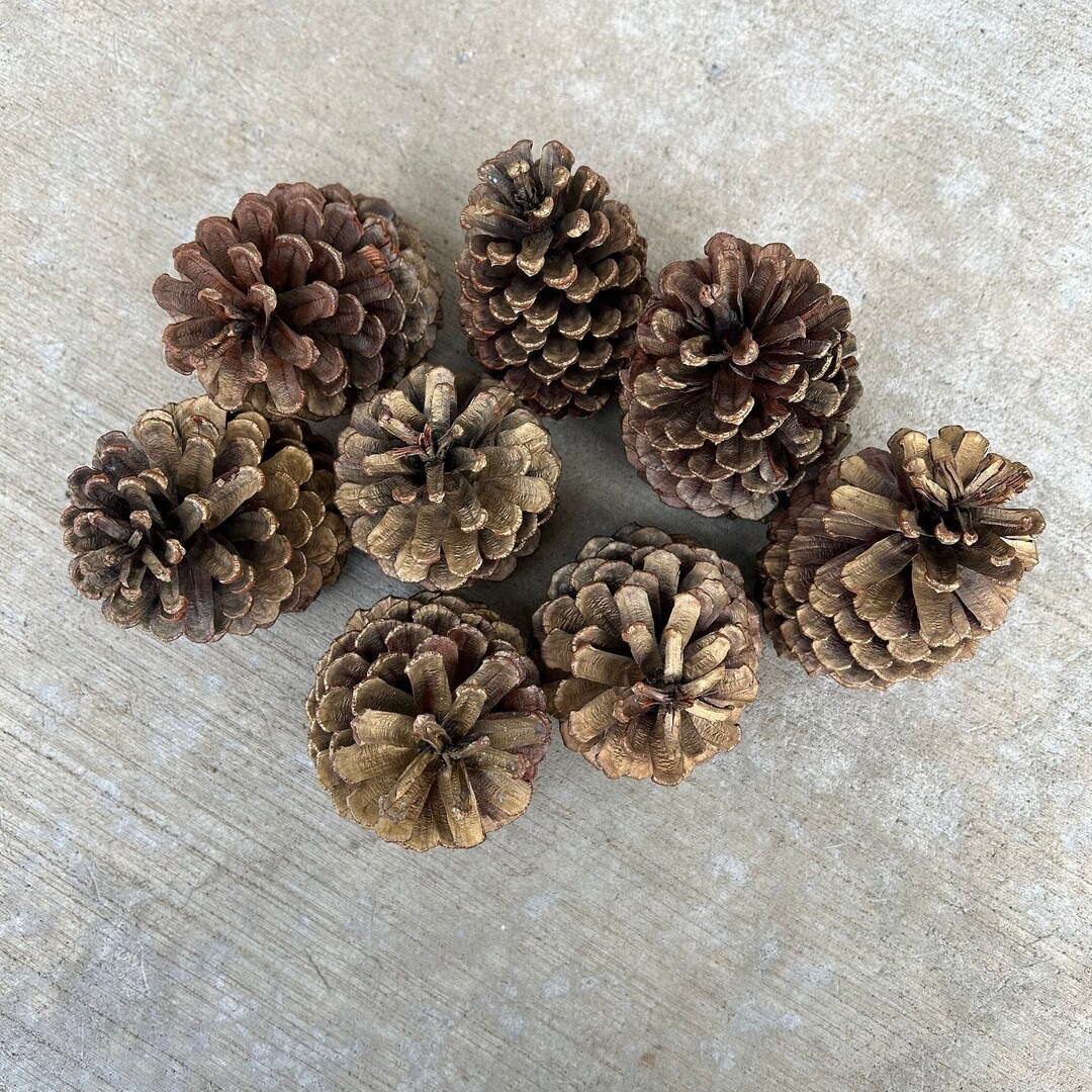 Large GOLD Pinecones, 8 Large Pinecones, Pine Cones for Crafting ...