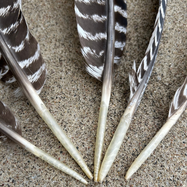 5 Wild Turkey Feathers, Smudge Feathers, Wing Feathers, Quill Pens ...