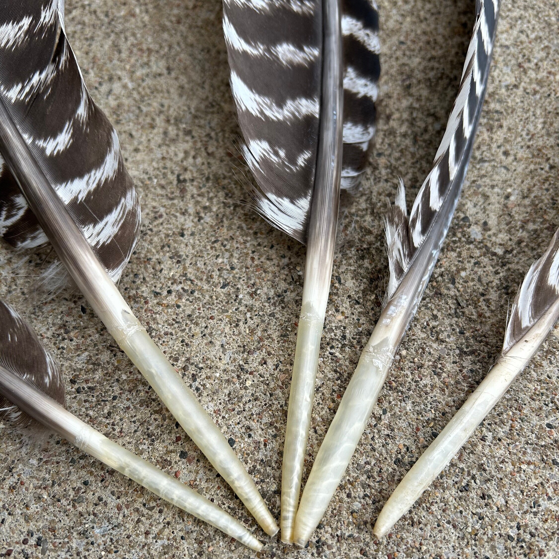 5 Wild Turkey Feathers, Smudge Feathers, Wing Feathers, Quill Pens ...