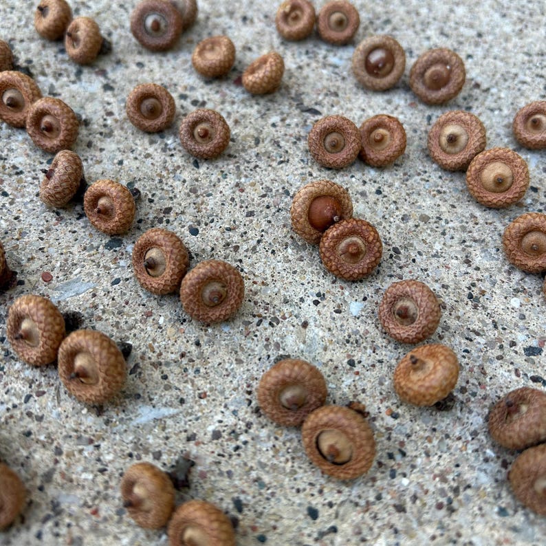 50 Mini Acorns, Miniature Real Acorns, Underdeveloped Acorns, Small ...