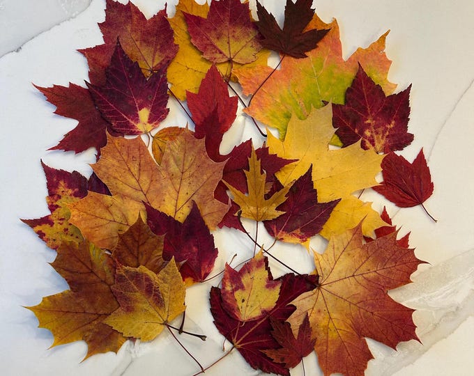 25 Real Fall Leaves, Real Maple Leaves, Pressed and Dried Leaves, Fall ...