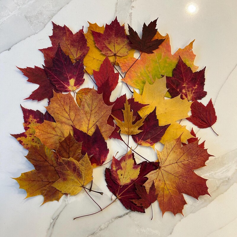 Real Maple Leaf - Etsy