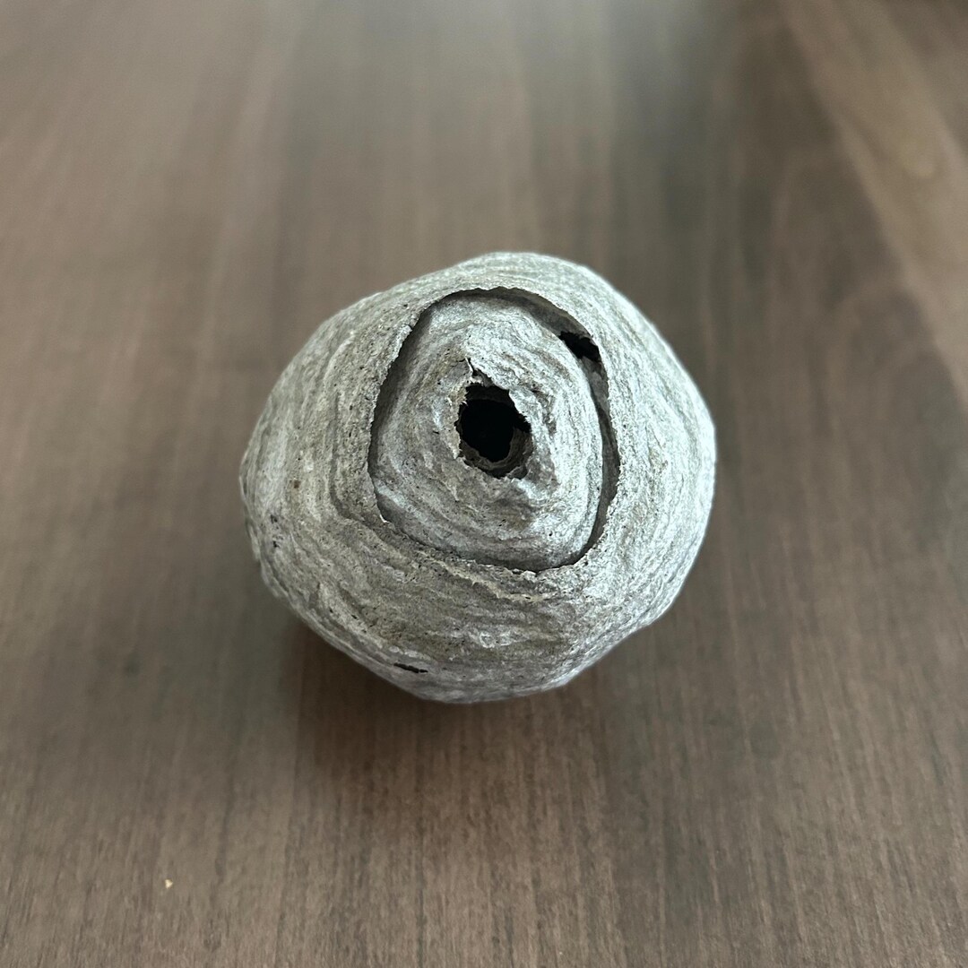 Real Wasp Nest, Whole Wasp Nest, Bees Nest, Bee Hive, Rustic Decor ...