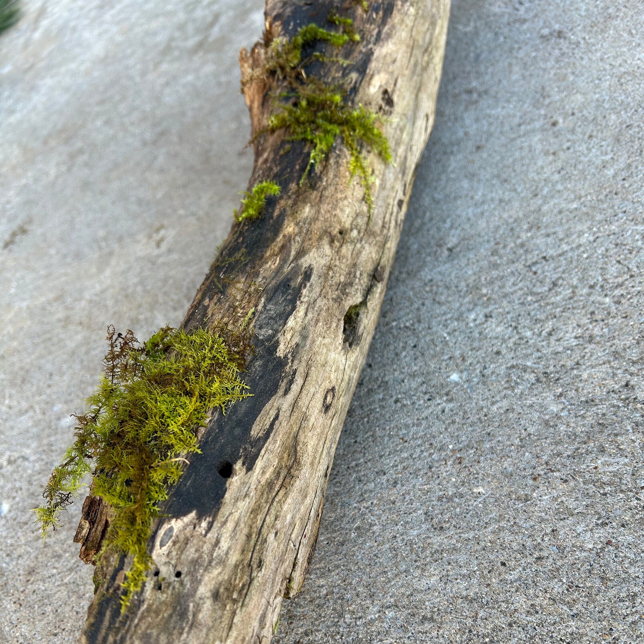 Mossy Log 24 Moss Covered Log Real Log Terrarium - Etsy