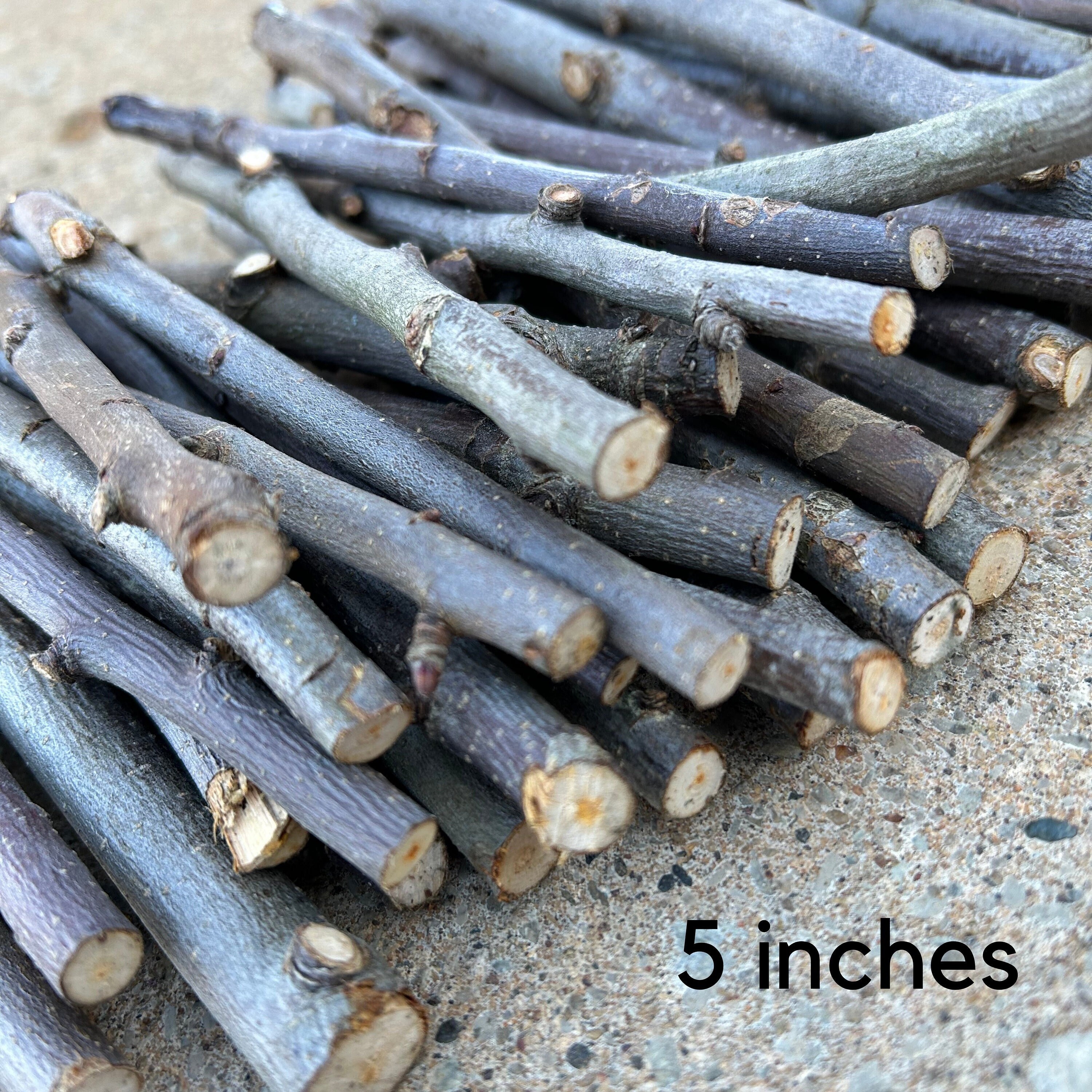 45 Wood Sticks Craft Sticks Apple Sticks Chew Toy Chew - Etsy