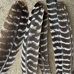 5 Wild Turkey Feathers, Smudge Feathers, Wing Feathers, Quill Pens ...