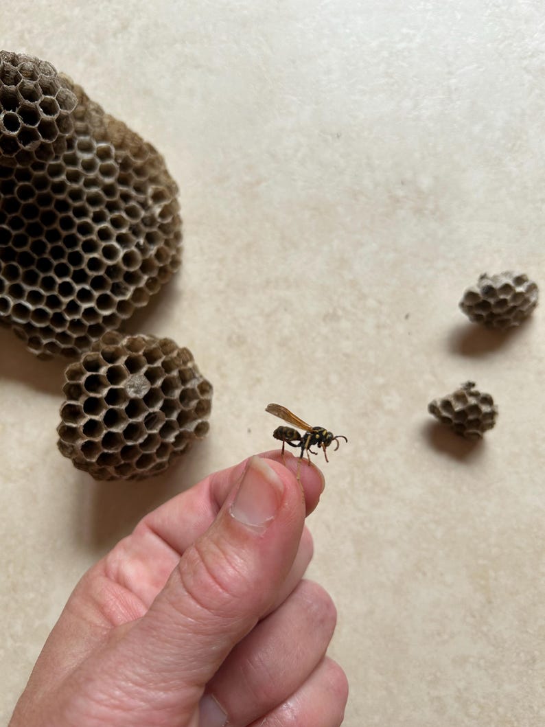 4 Wasp Nests, Wasp Combs, Hornets Nest, Yellow Jackets Nest, Wasps ...