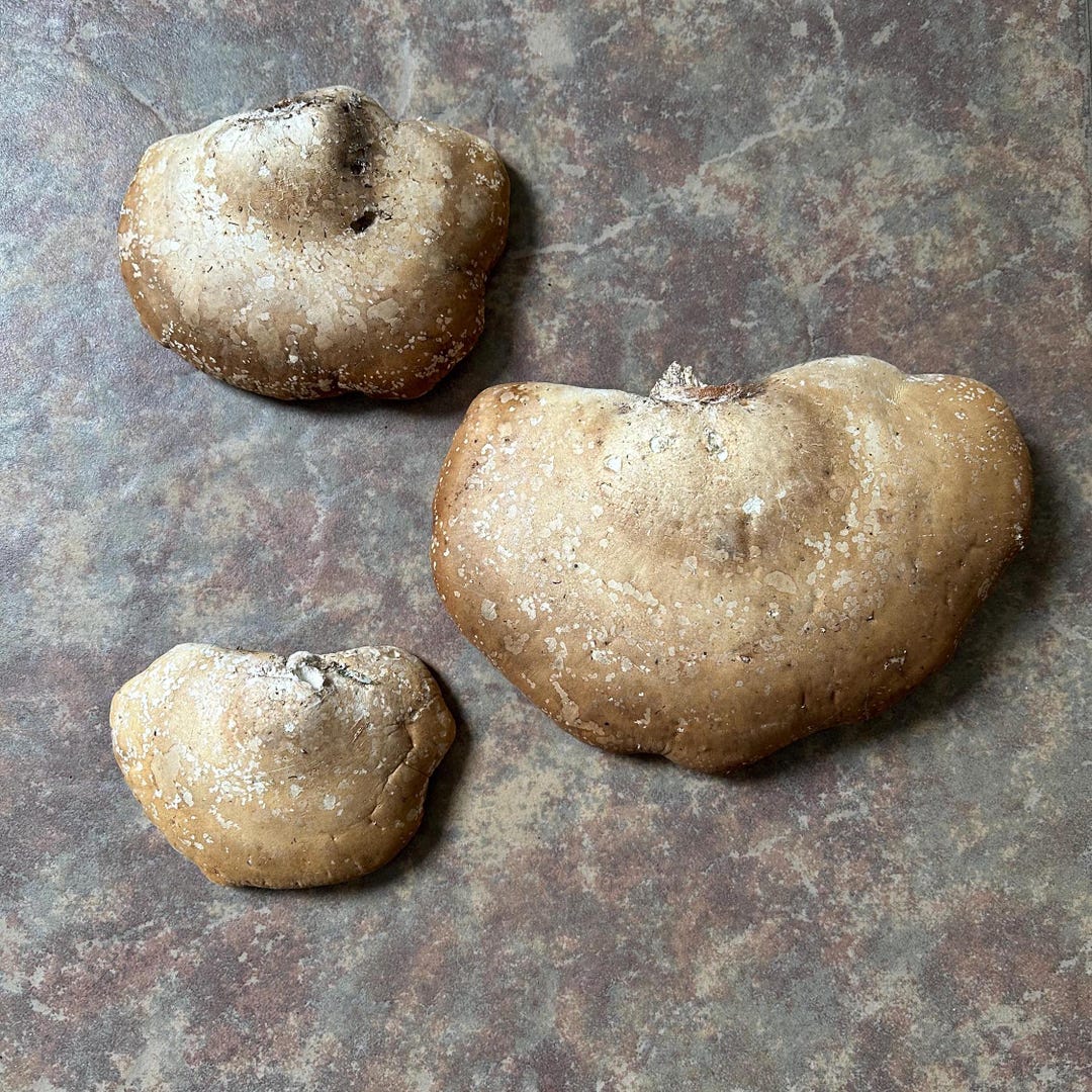 Real Dried Mushroom Shelves, Set of 3 Mushroom Shelves, 3 Real Bracket ...