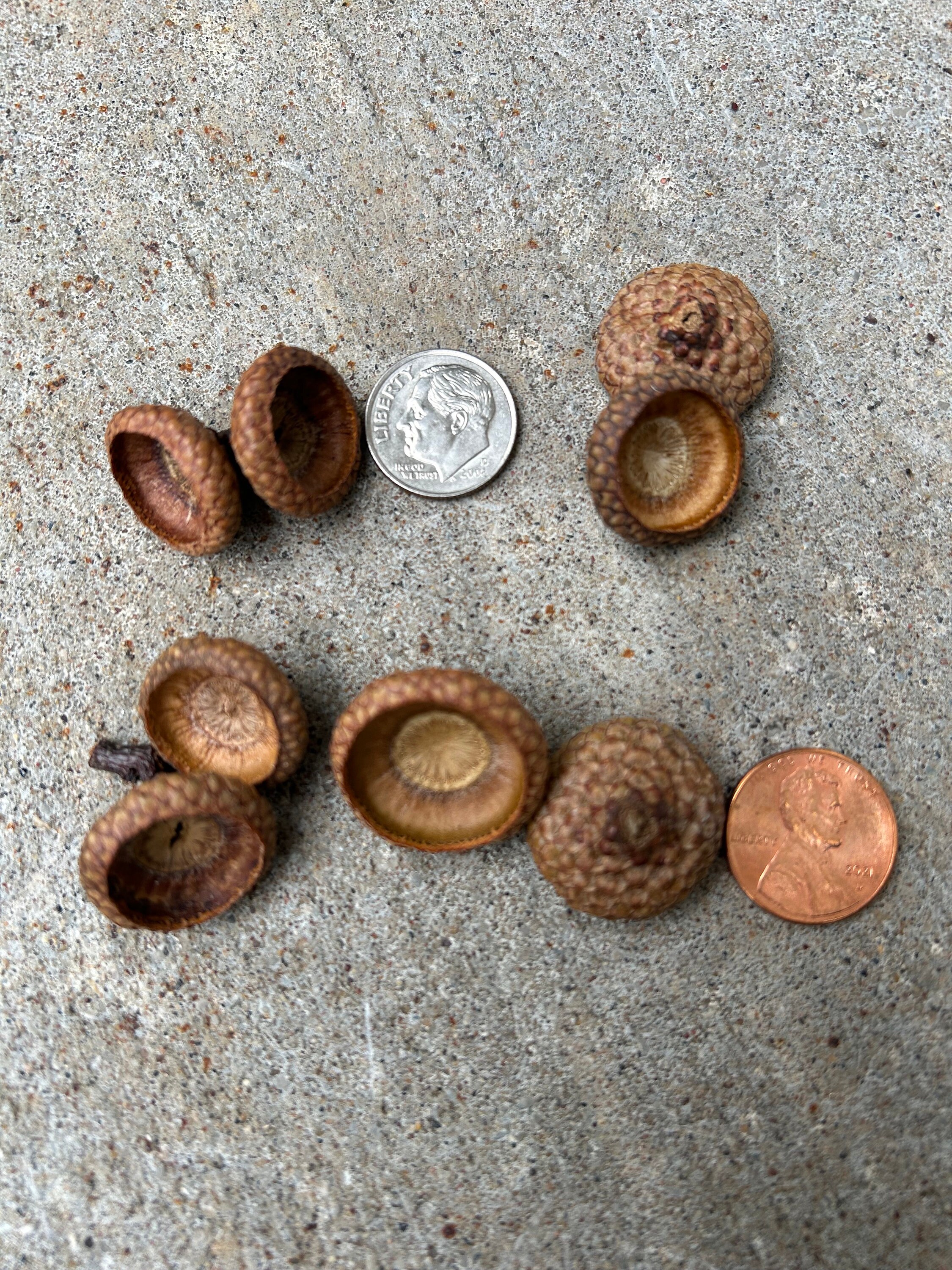 Dried Acorn Caps, Fairy Hats, Felt Caps, Crafting Supplies, Fall Decor ...