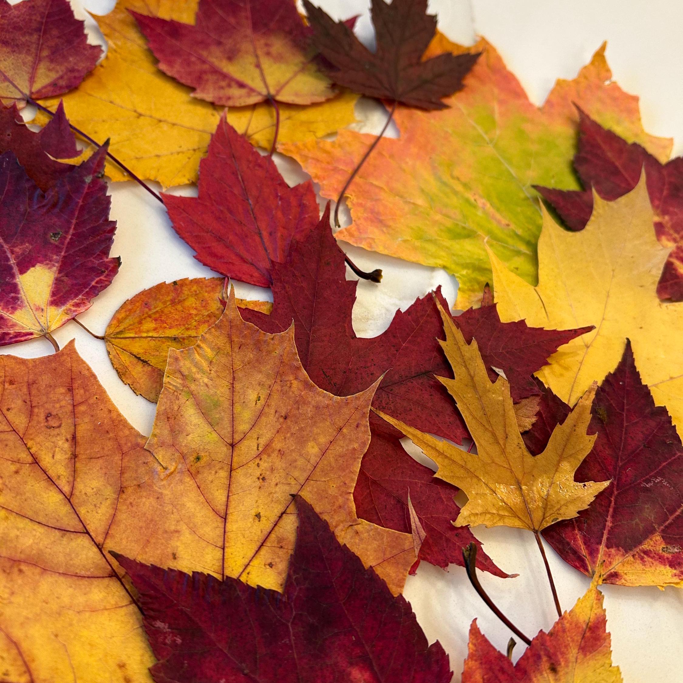 25 Real Fall Leaves, Real Maple Leaves, Pressed and Dried Leaves, Fall ...