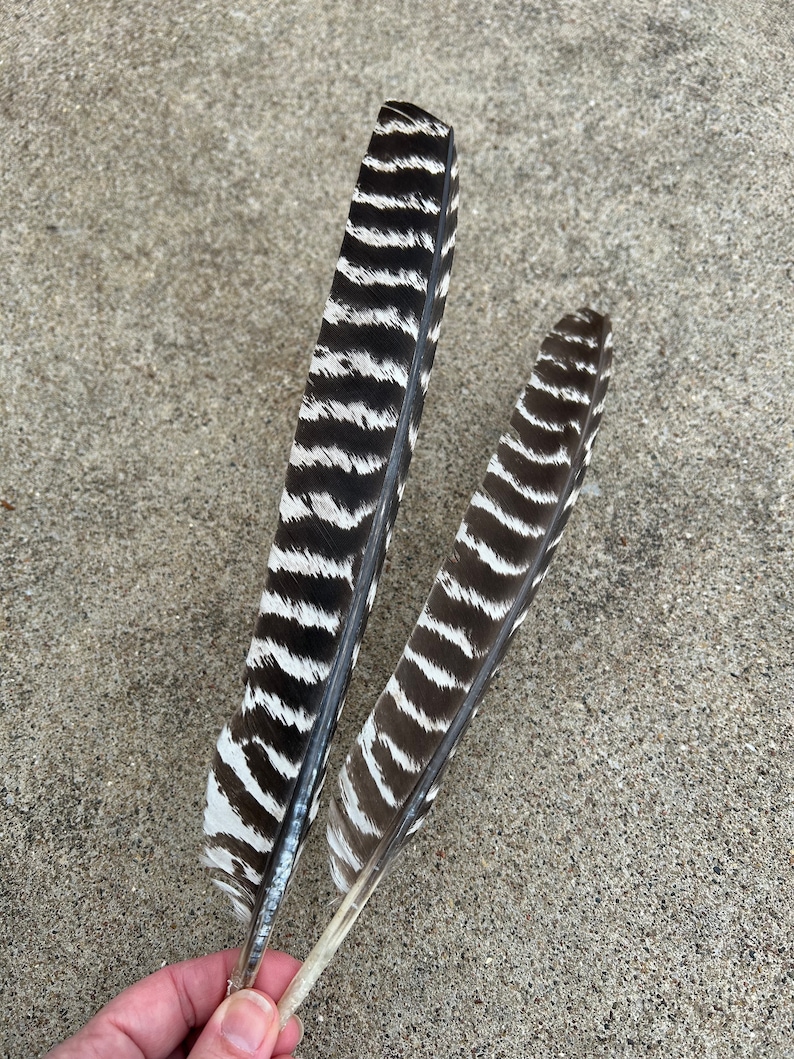 5 Wild Turkey Feathers, Smudge Feathers, Wing Feathers, Quill Pens ...