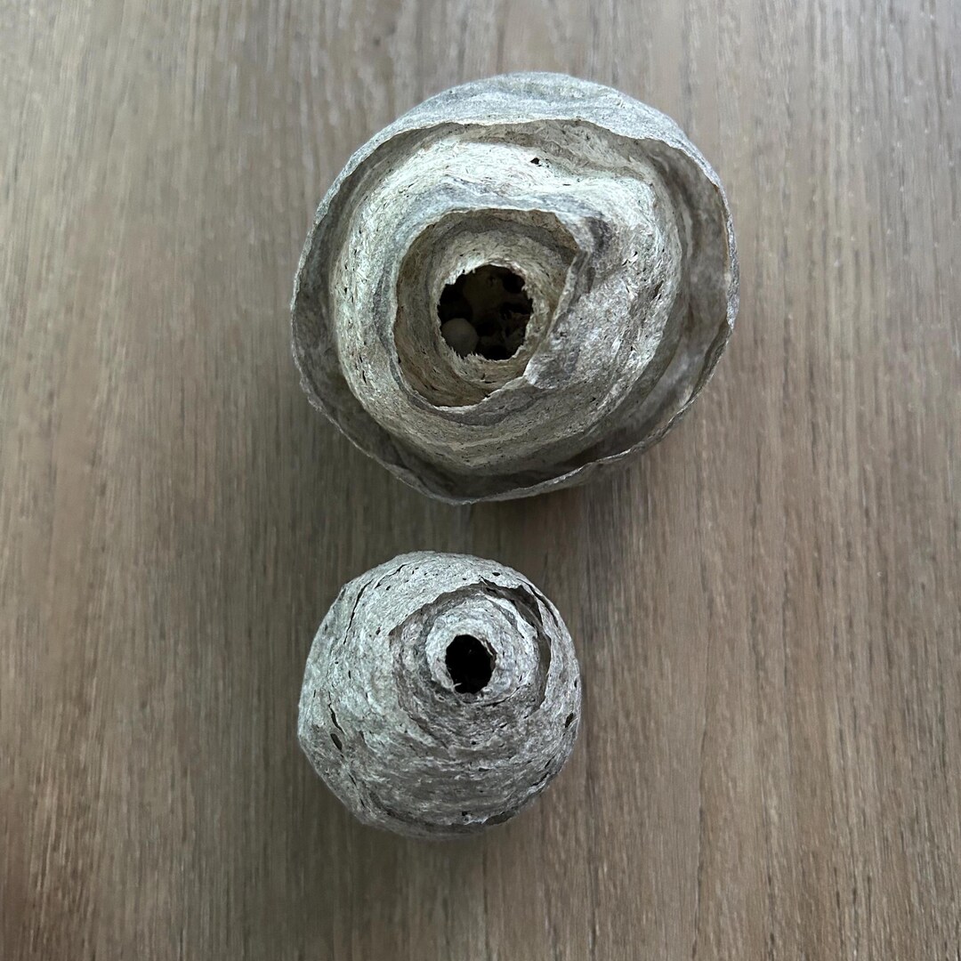 Real Wasp Nests, Paper Nests, Wasp Nests, Entomologist, Insect Study, Bee Hives, Nature Display ...