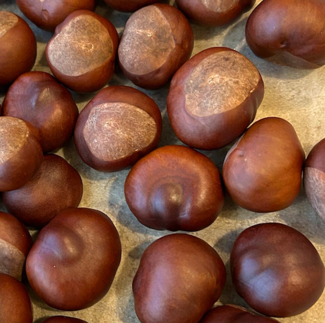 Michigan Horse Chestnuts, Chestnuts for Crafting, Buckeyes, Dried ...