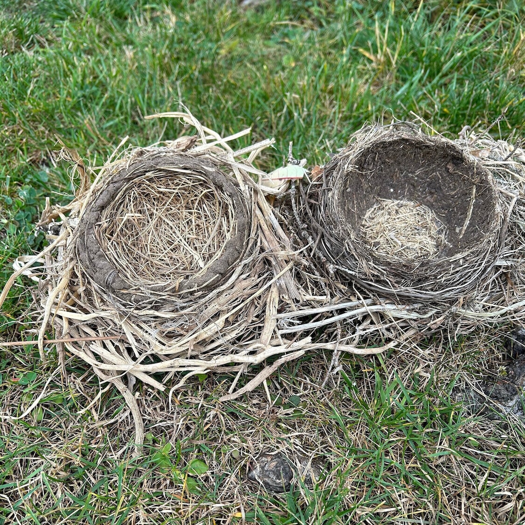 TWO Bird Nests, Mud Nest, Animal Homes, Garden Decor, Real Bird Nest ...