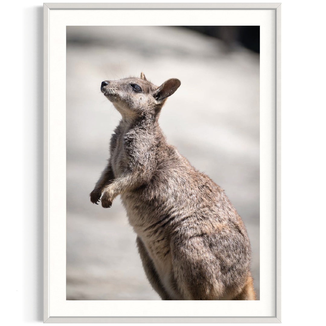 Wallaby Poster Wildlife Photography Giclée Art Print North Queensland ...
