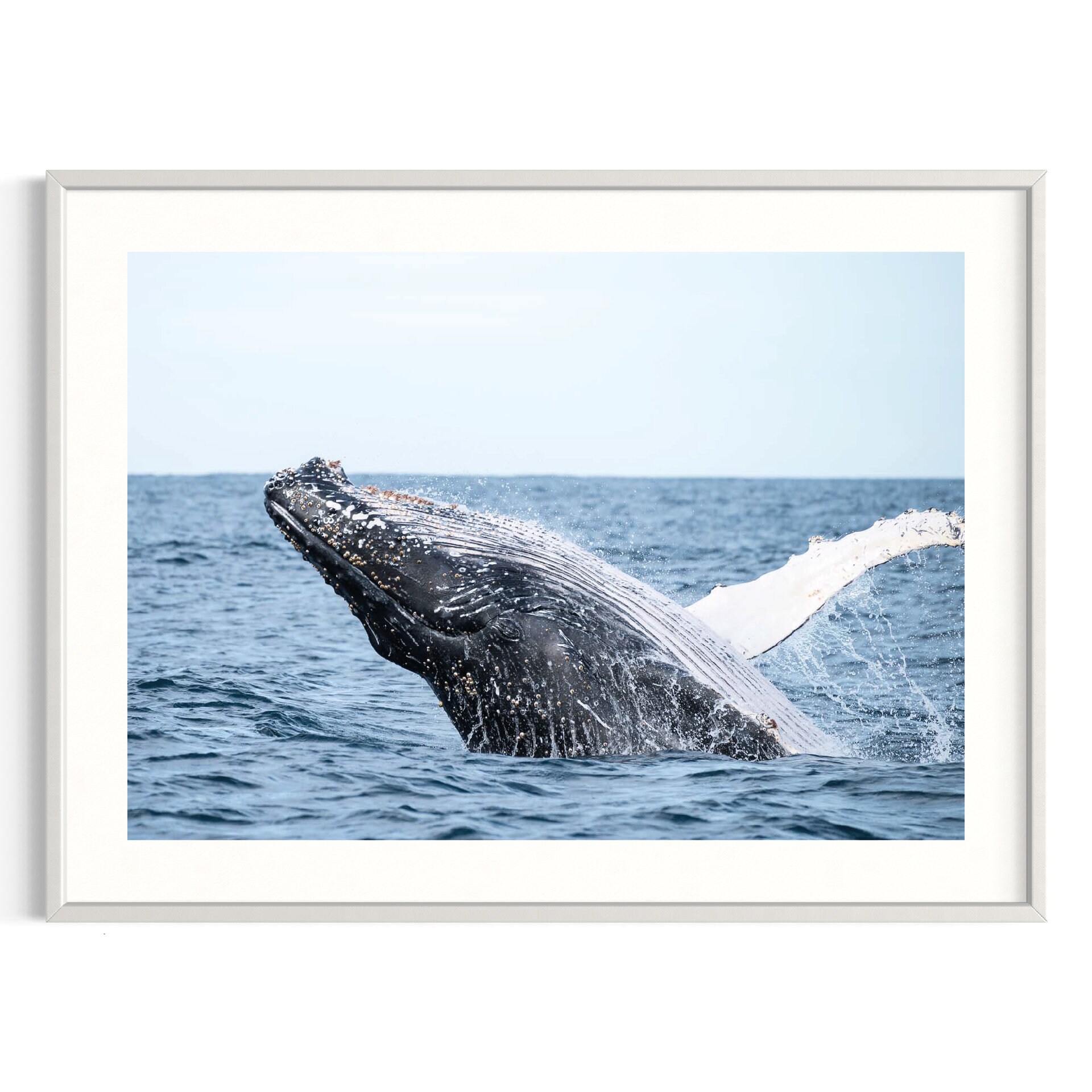 Humpback Whale Poster Sea Life Photography Giclée Art Print Australia ...